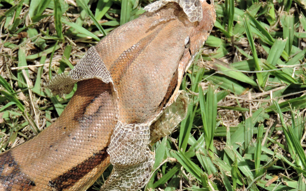How a simple creature, became a living legend | Kloof Conservancy The ...