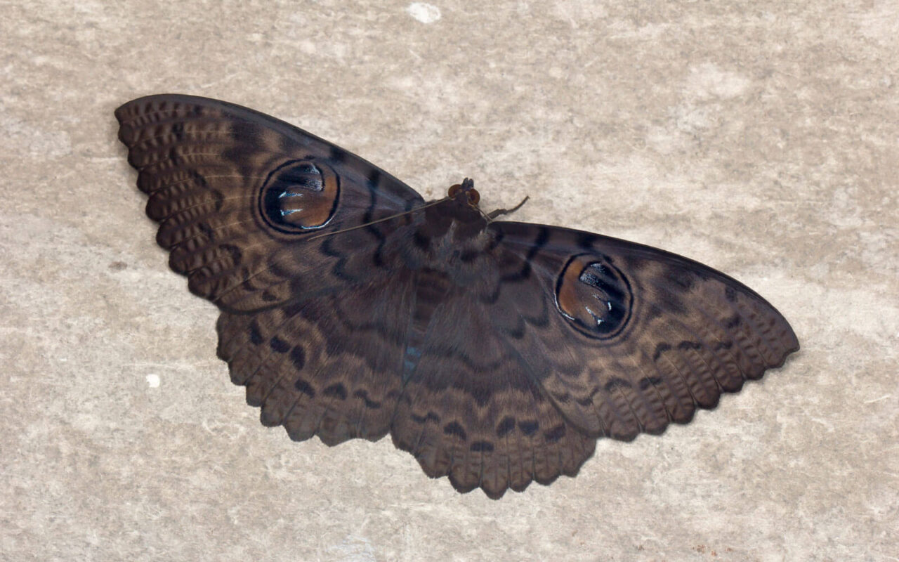 Butterflies and moths in myths and legends | Kloof Conservancy The ...