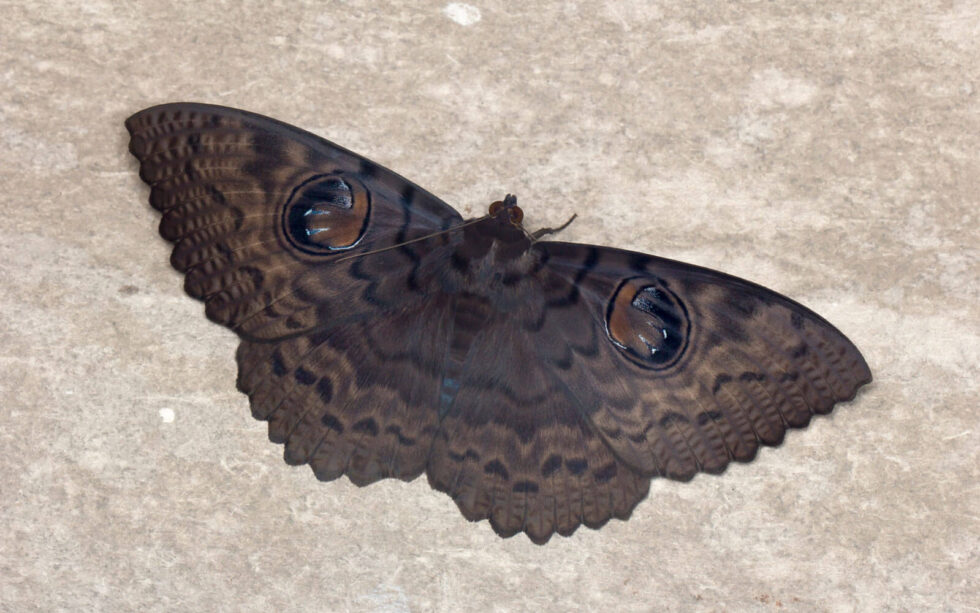 Butterflies and moths in myths and legends | Kloof Conservancy The ...