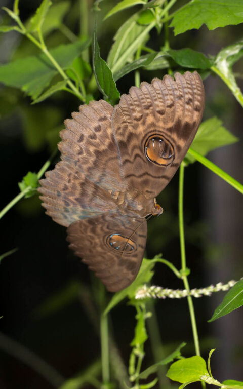 Butterflies and moths in myths and legends | Kloof Conservancy The ...