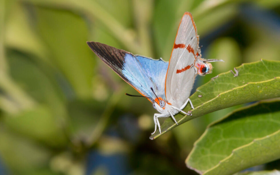 Butterflies and moths in myths and legends | Kloof Conservancy The ...