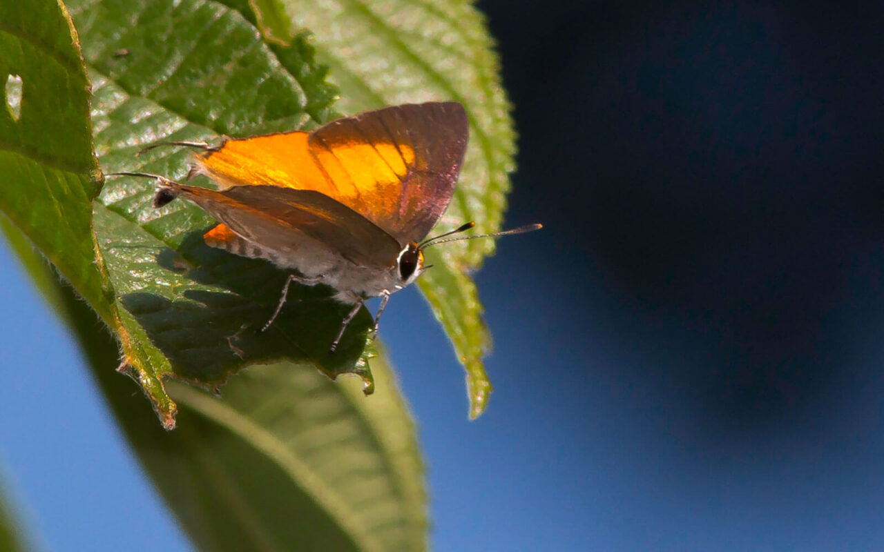 Butterflies and moths in myths and legends | Kloof Conservancy The ...
