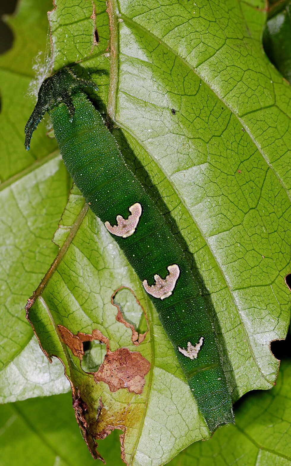 Butterflies and moths in myths and legends | Kloof Conservancy The ...