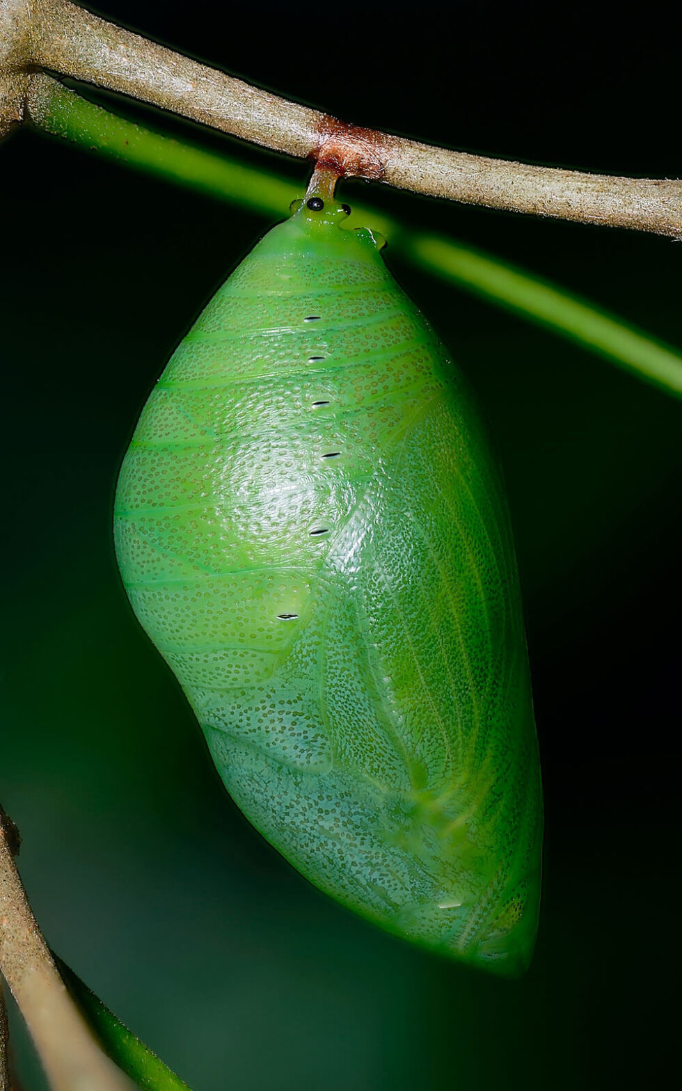 Butterflies and moths in myths and legends | Kloof Conservancy The ...