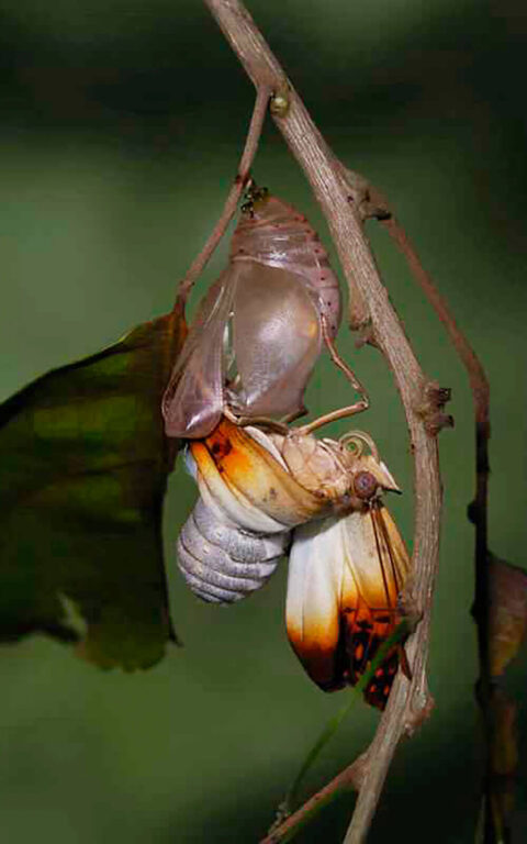 Butterflies and moths in myths and legends | Kloof Conservancy The ...