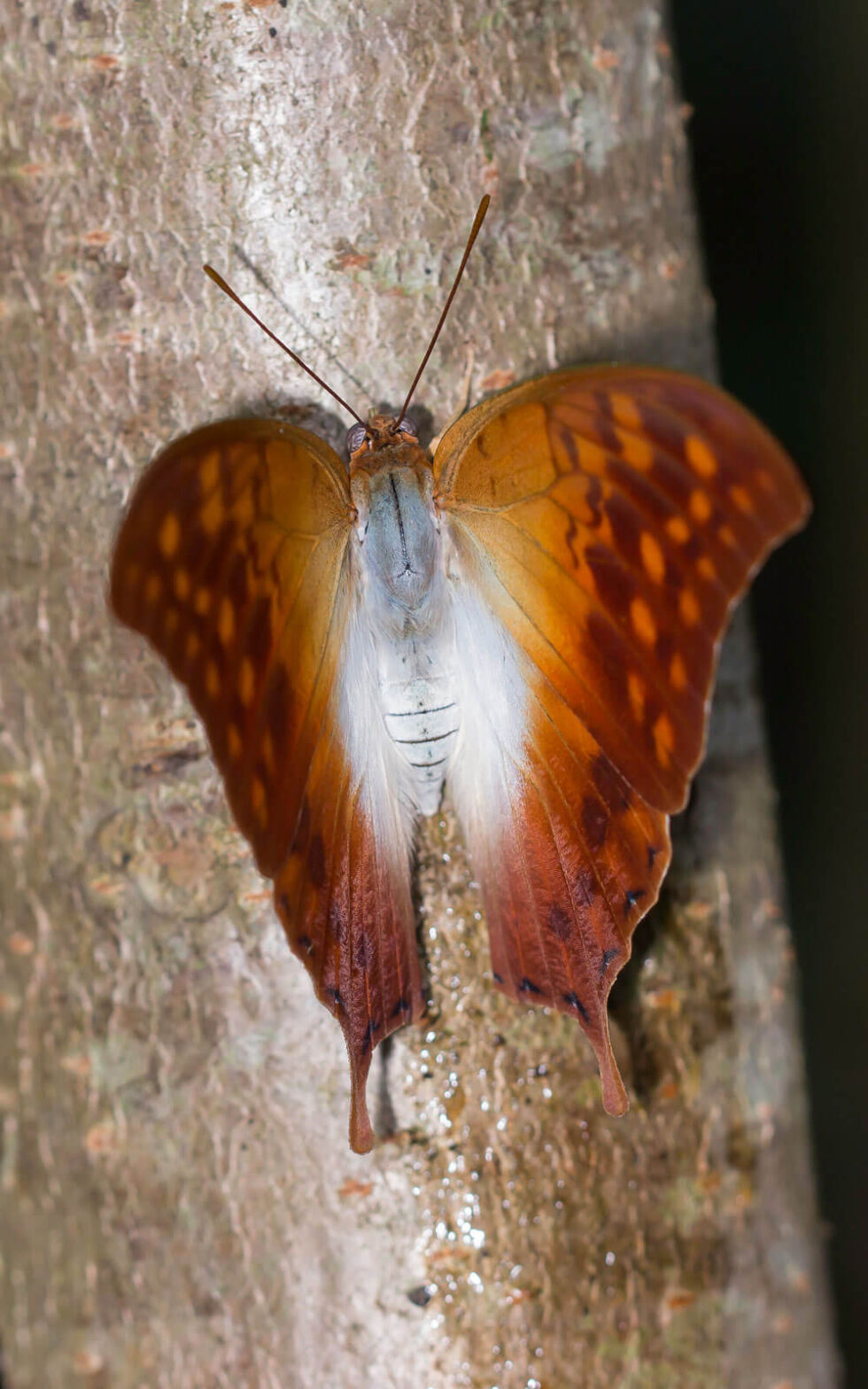 Butterflies and moths in myths and legends | Kloof Conservancy The ...
