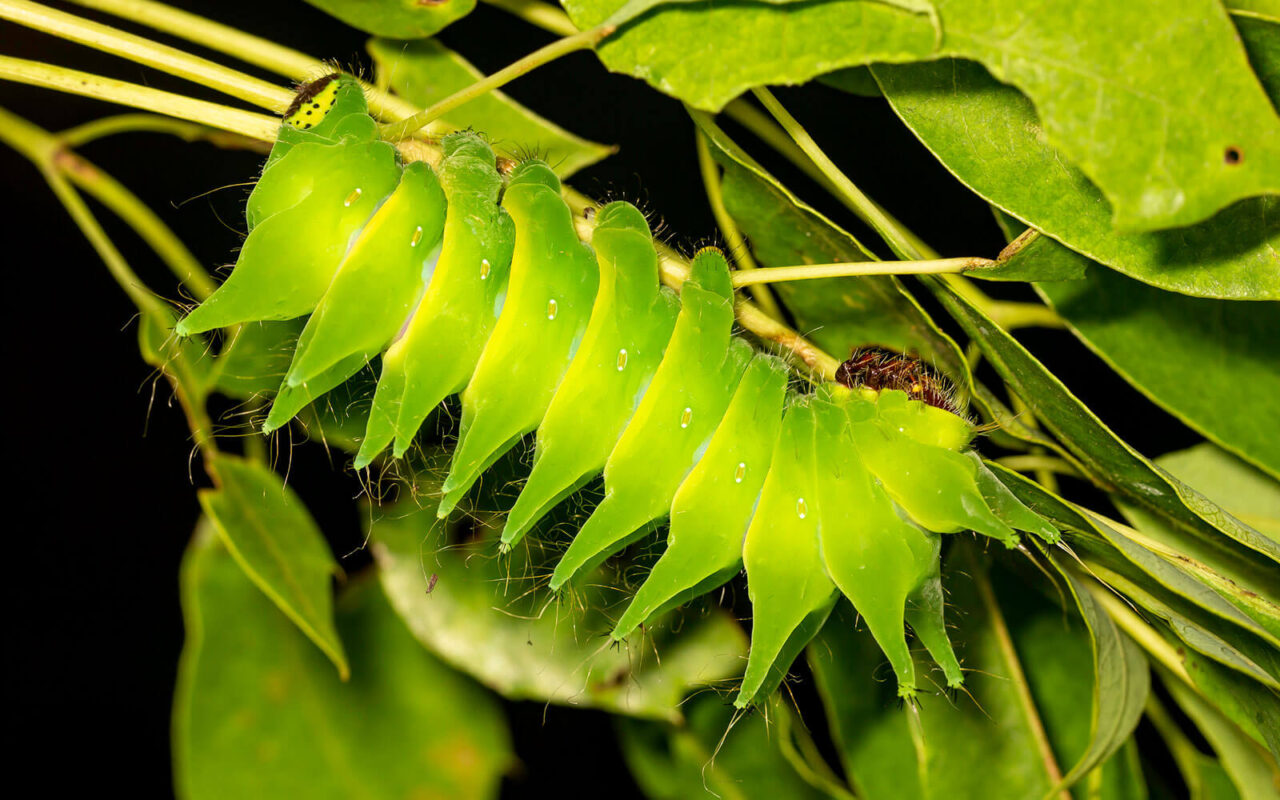 Butterflies and moths in myths and legends | Kloof Conservancy The ...
