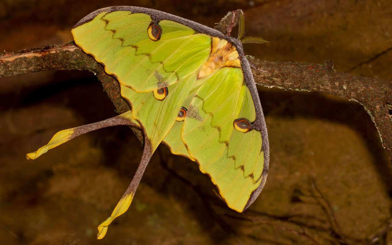 Butterflies and moths in myths and legends | Kloof Conservancy The ...