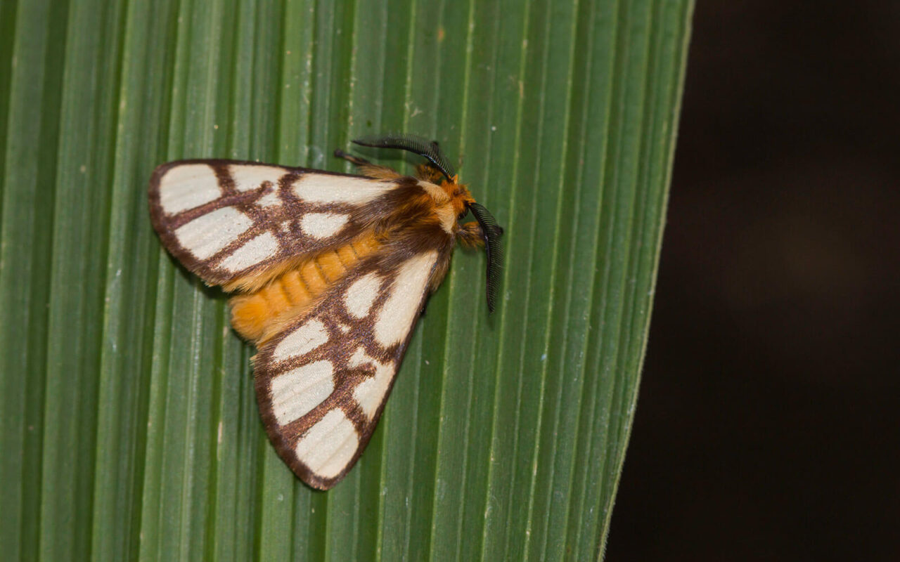 Butterflies and moths in myths and legends | Kloof Conservancy The ...