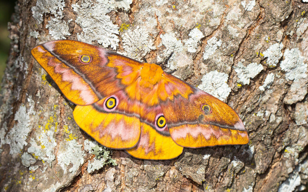 Butterflies and moths in myths and legends | Kloof Conservancy The ...