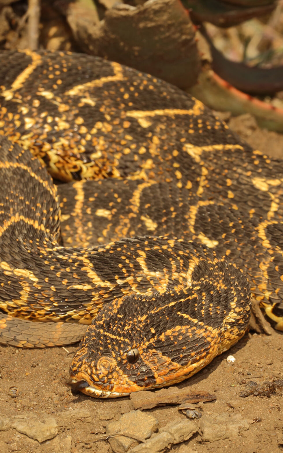 Kloof Conservancy The Leopard's Echo | The Leopard's Echo