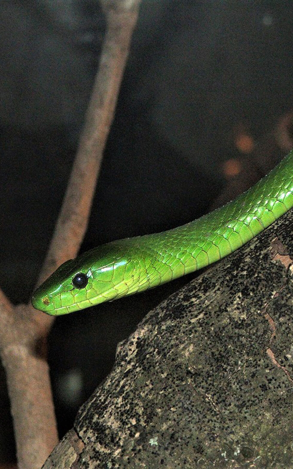 Kloof Conservancy The Leopard's Echo | The Leopard's Echo