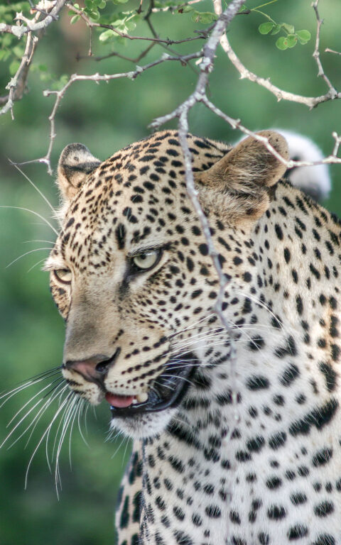 Kloof Conservancy The Leopard's Echo | The Leopard's Echo