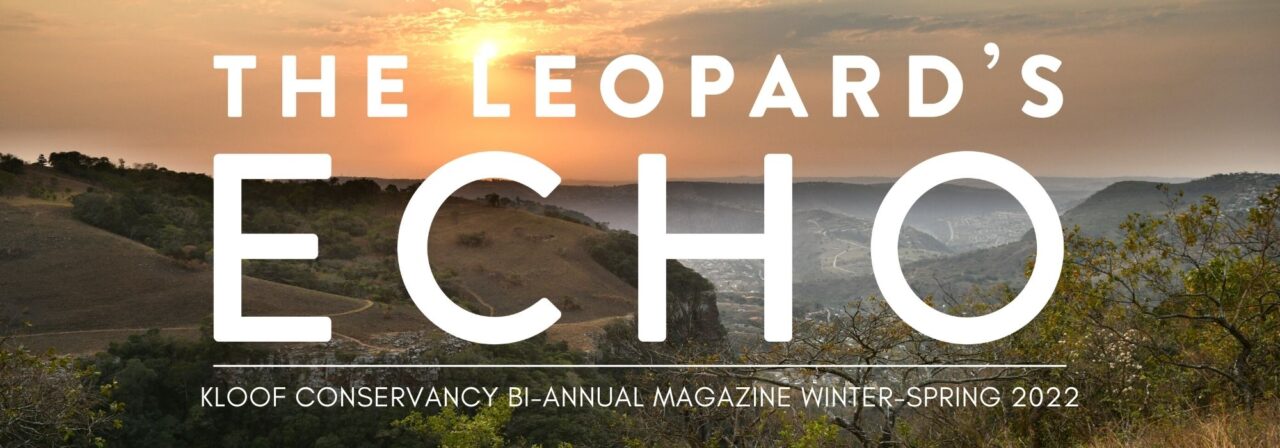 Leopard’s Echo July-December 2022 | Kloof Conservancy The Leopard's Echo