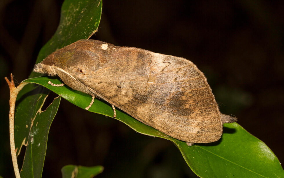 Butterflies and moths in myths and legends | Kloof Conservancy The ...
