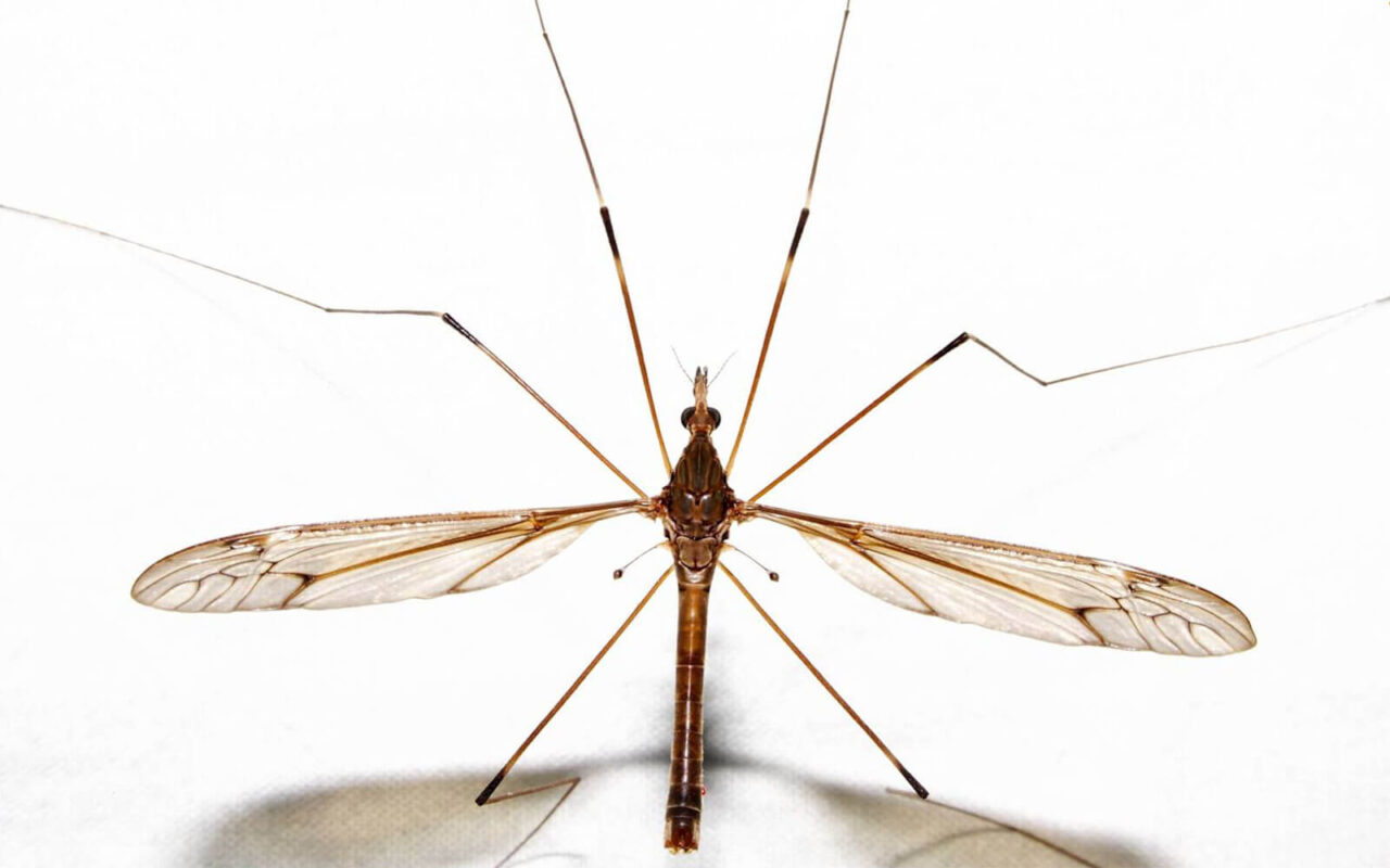 Insects get around | Kloof Conservancy The Leopard's Echo