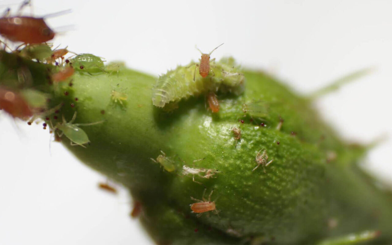 Insects get around | Kloof Conservancy The Leopard's Echo