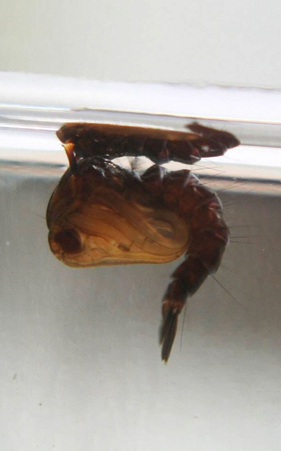 Insects get around | Kloof Conservancy The Leopard's Echo