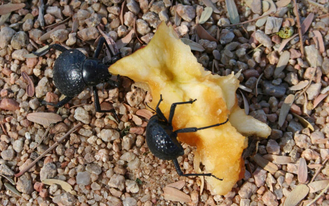 Insects get around | Kloof Conservancy The Leopard's Echo