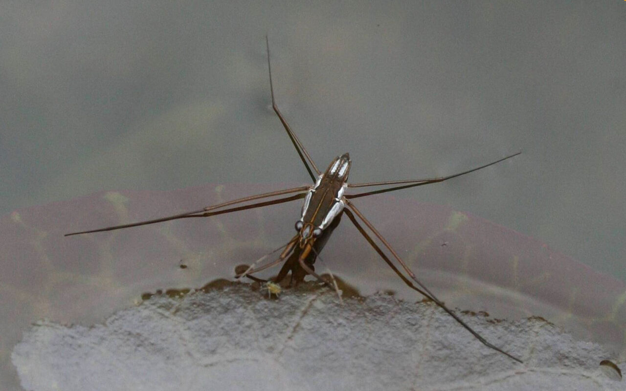 Insects get around | Kloof Conservancy The Leopard's Echo