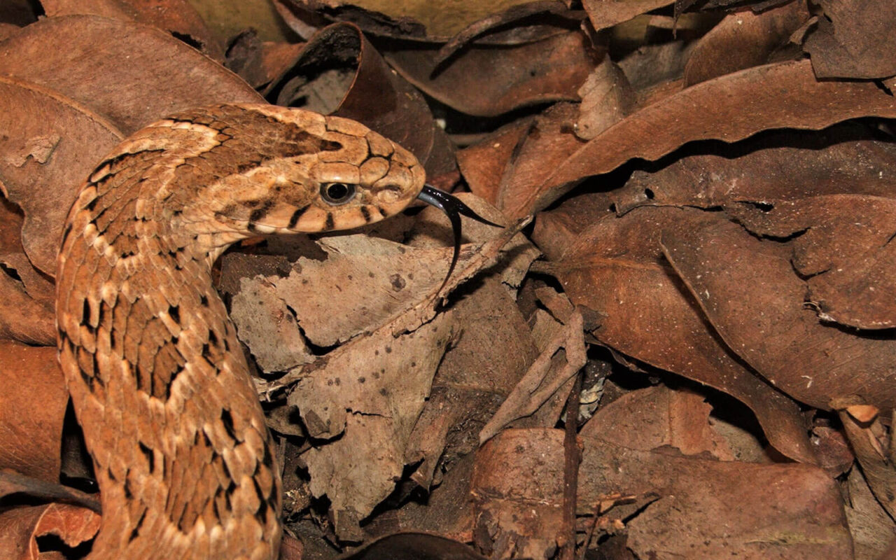 Night and day | Kloof Conservancy The Leopard's Echo