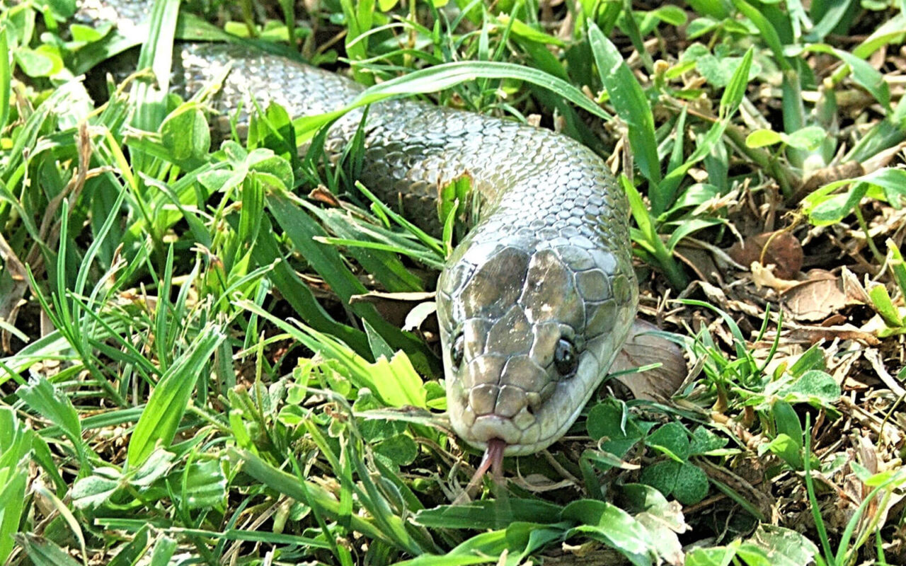 Night and day | Kloof Conservancy The Leopard's Echo