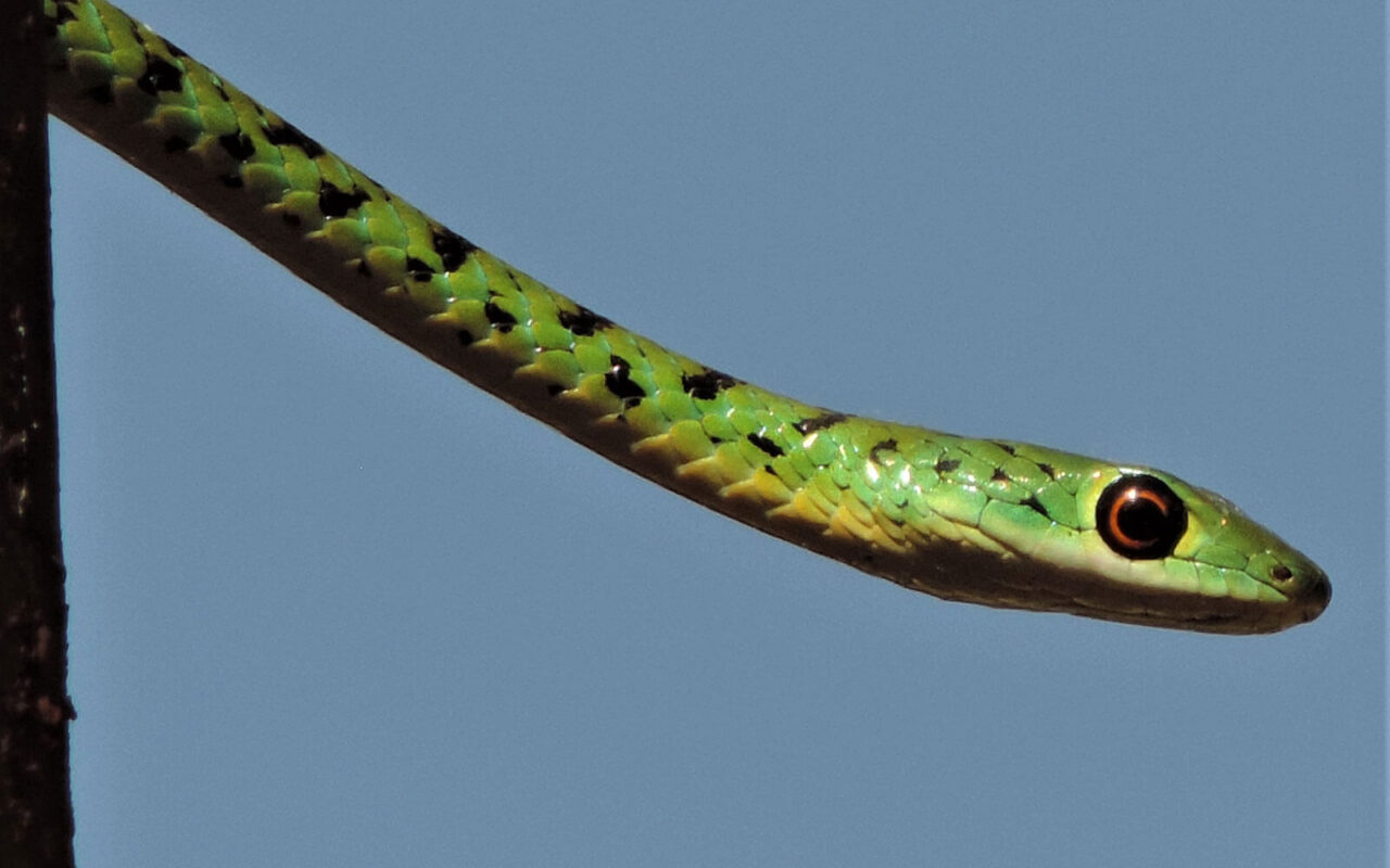 Night and day | Kloof Conservancy The Leopard's Echo