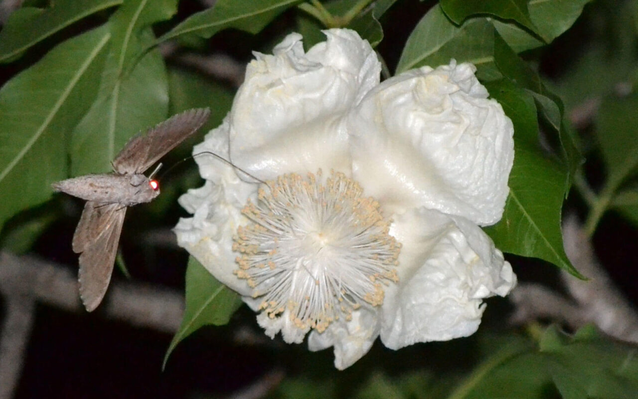 ‘Under cover of the night’ nocturnal Lepidoptera | Kloof Conservancy ...