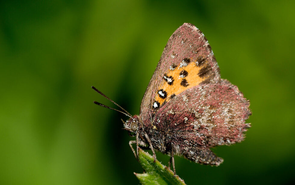 ‘Under cover of the night’ nocturnal Lepidoptera | Kloof Conservancy ...