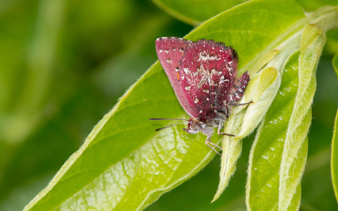 ‘Under cover of the night’ nocturnal Lepidoptera | Kloof Conservancy ...