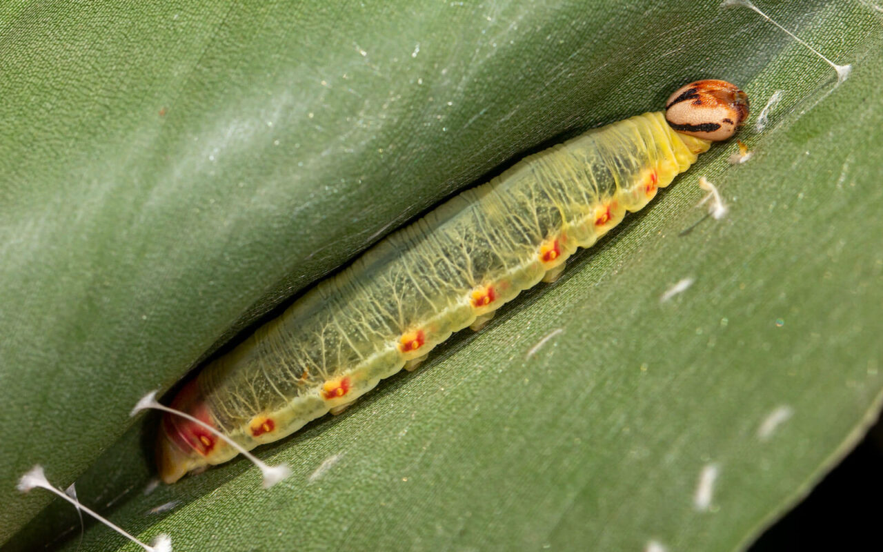 ‘Under cover of the night’ nocturnal Lepidoptera | Kloof Conservancy ...