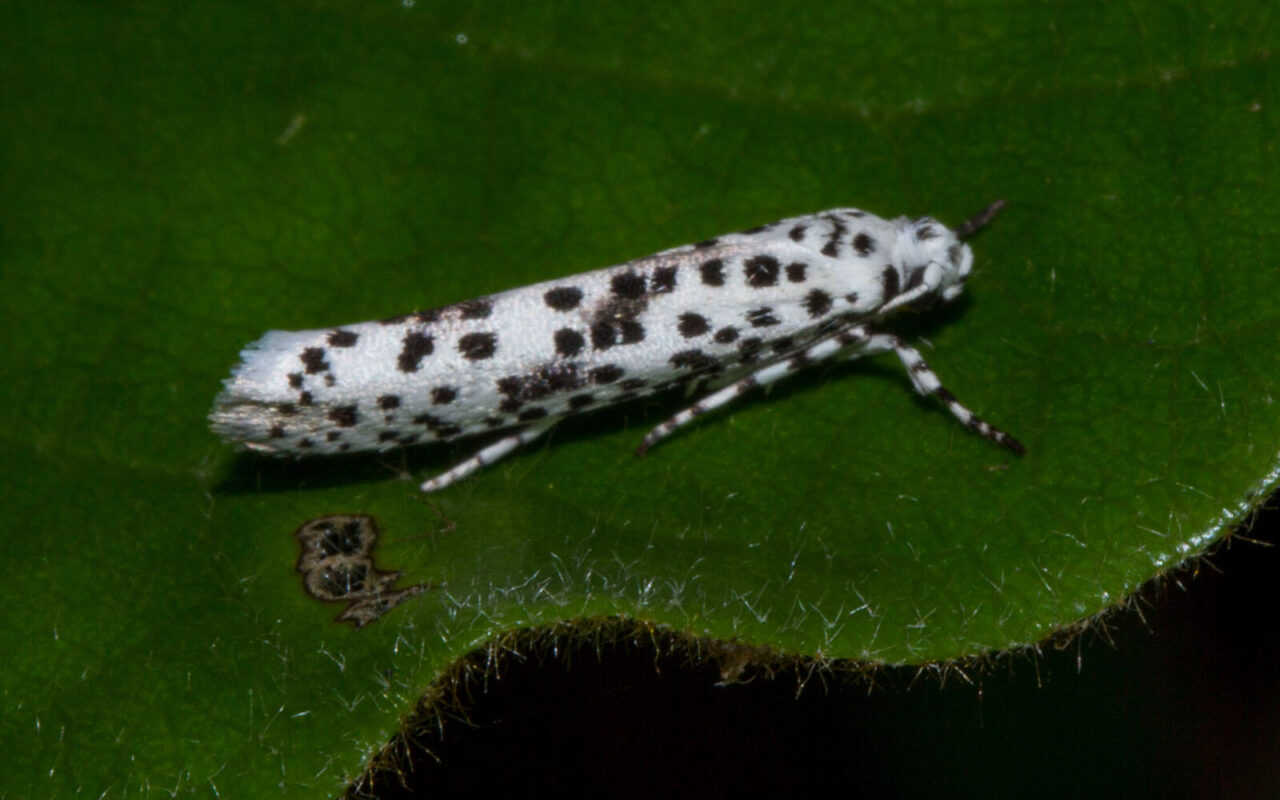 ‘Under cover of the night’ nocturnal Lepidoptera | Kloof Conservancy ...