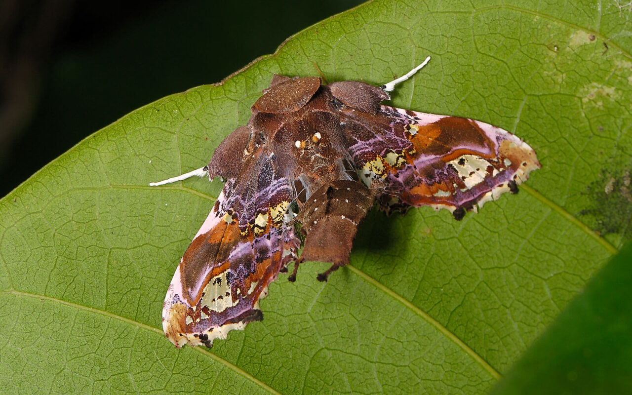 ‘Under cover of the night’ nocturnal Lepidoptera | Kloof Conservancy ...