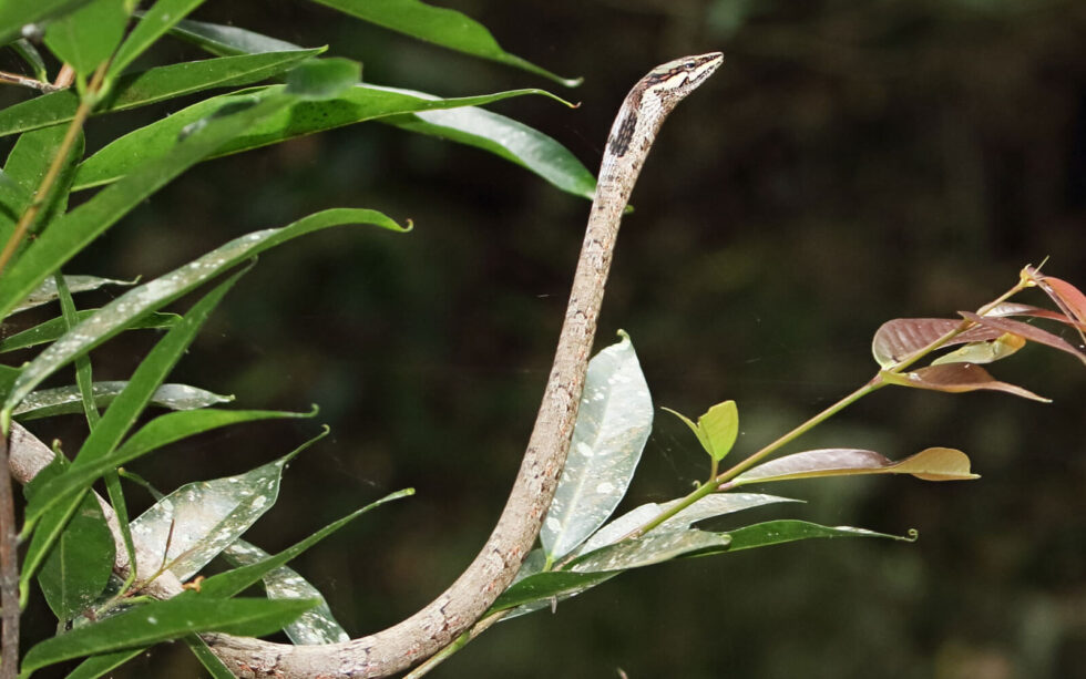 Southern Vine Snake Thelotornis capensis | Kloof Conservancy The ...