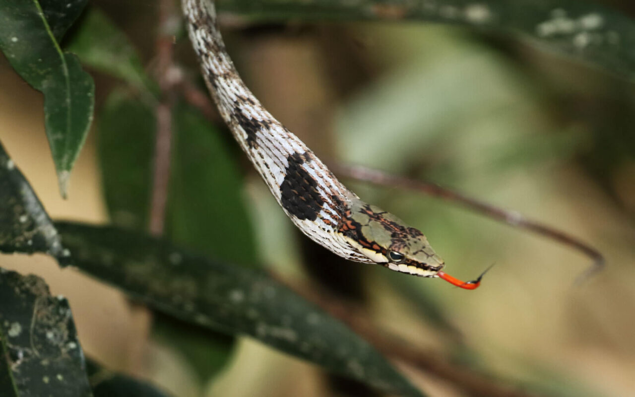 Southern Vine Snake Thelotornis capensis | Kloof Conservancy The ...
