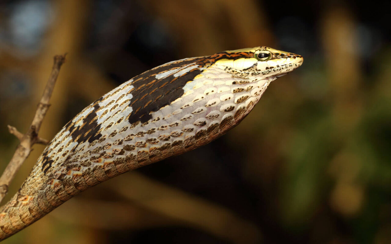 Southern Vine Snake Thelotornis capensis | Kloof Conservancy The ...