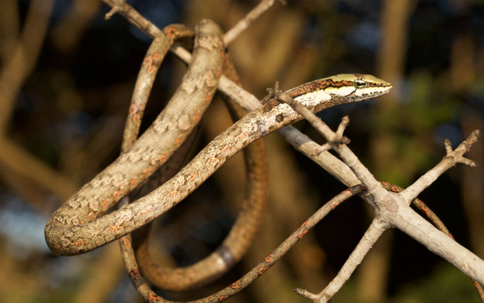 Southern Vine Snake Thelotornis capensis | Kloof Conservancy The Leopard's Echo
