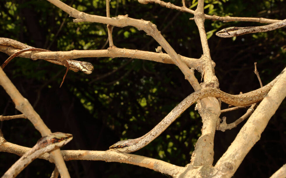 Southern Vine Snake Thelotornis capensis | Kloof Conservancy The ...