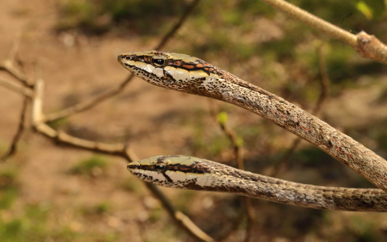 Southern Vine Snake Thelotornis capensis | Kloof Conservancy The ...