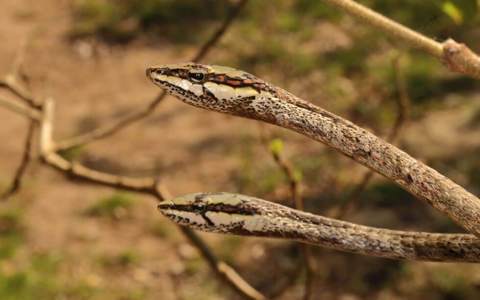 Southern Vine Snake Thelotornis capensis | Kloof Conservancy The ...