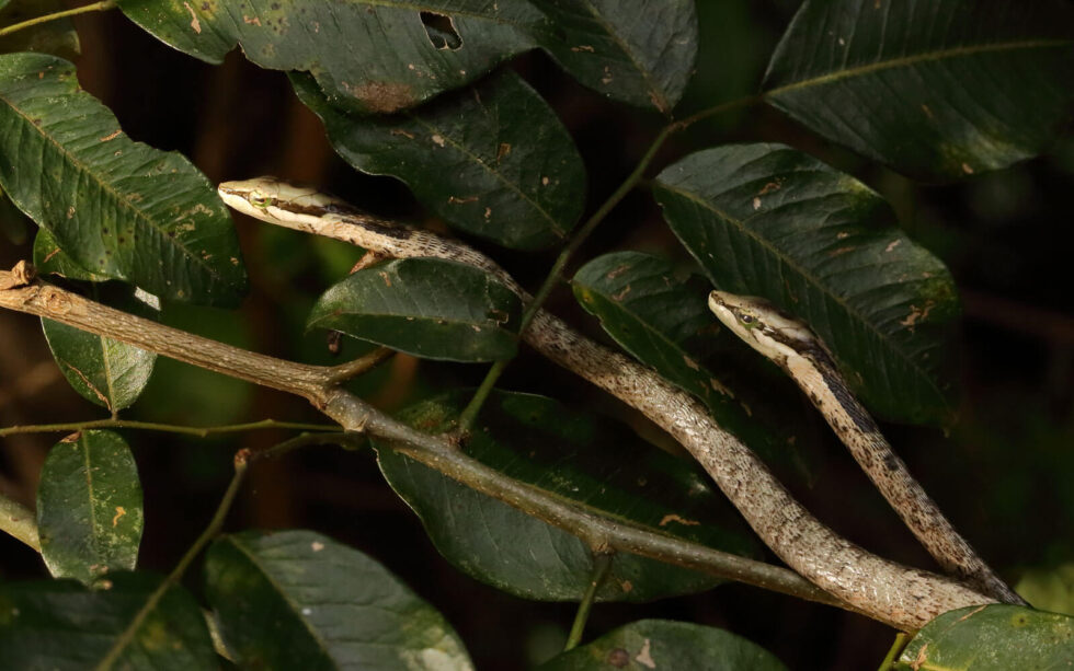Southern Vine Snake Thelotornis capensis | Kloof Conservancy The ...