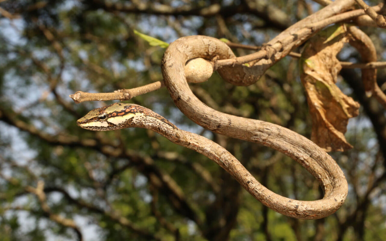 Southern Vine Snake Thelotornis capensis | Kloof Conservancy The ...