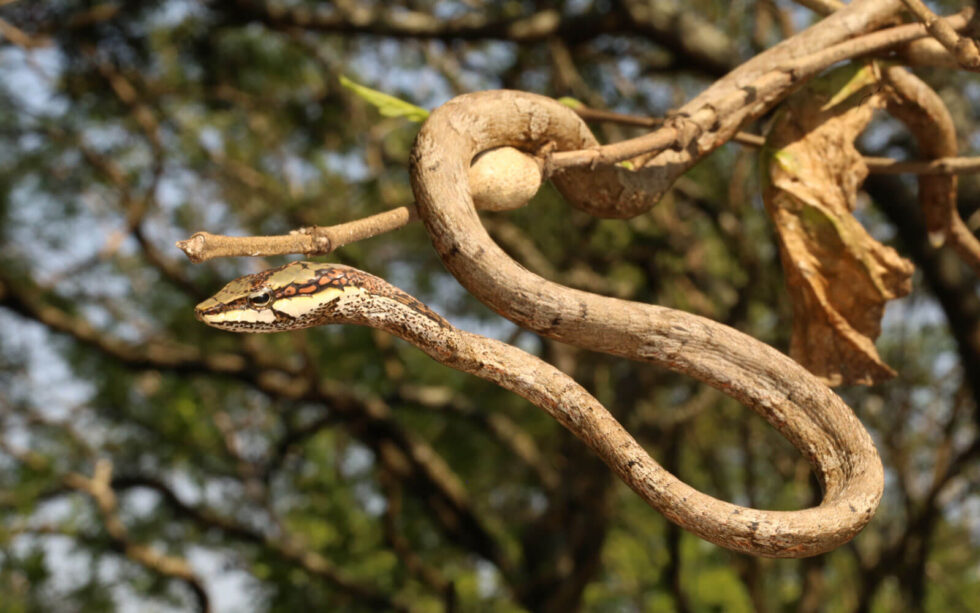 Southern Vine Snake Thelotornis capensis | Kloof Conservancy The ...