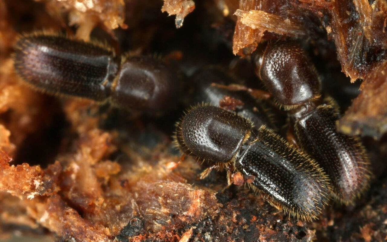 Insect roles in nature | Kloof Conservancy The Leopard's Echo