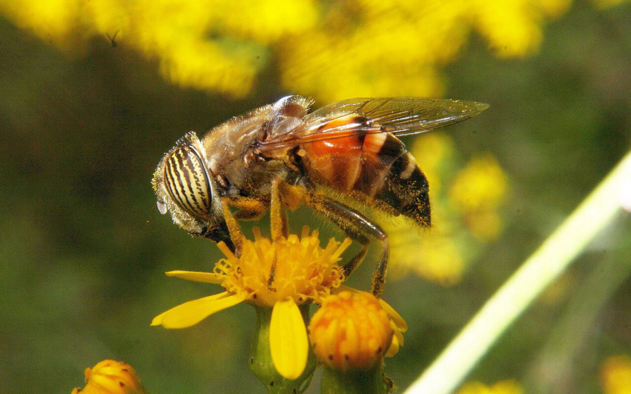 Insect roles in nature | Kloof Conservancy The Leopard's Echo