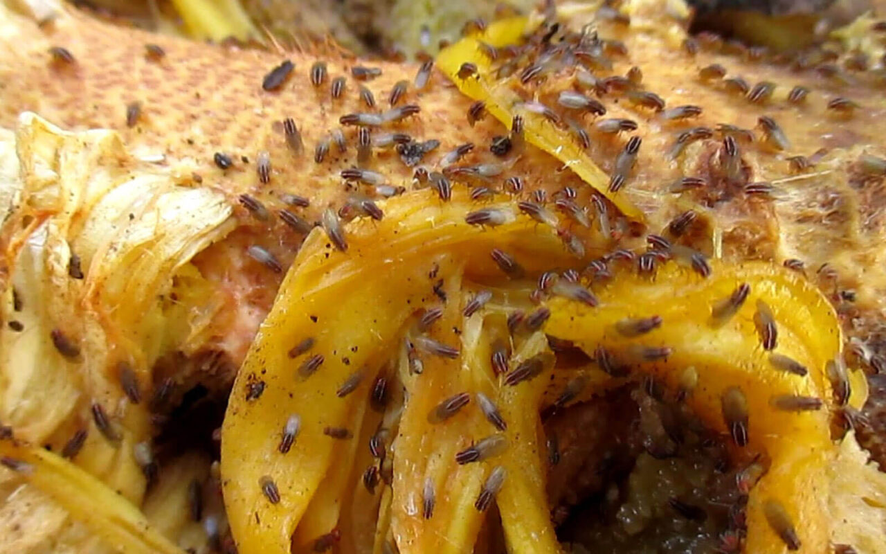 Insect roles in nature | Kloof Conservancy The Leopard's Echo