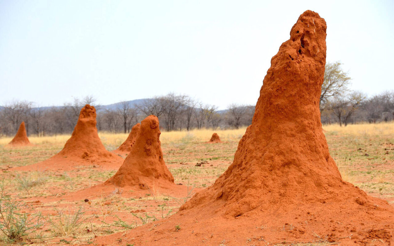 Insect roles in nature | Kloof Conservancy The Leopard's Echo