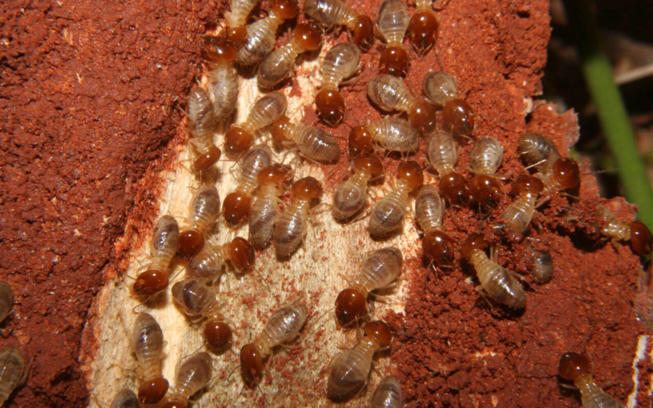 Insect roles in nature | Kloof Conservancy The Leopard's Echo