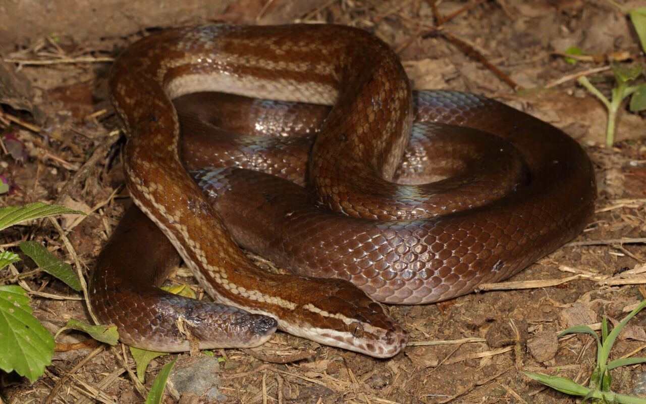Constrictors | Kloof Conservancy The Leopard's Echo