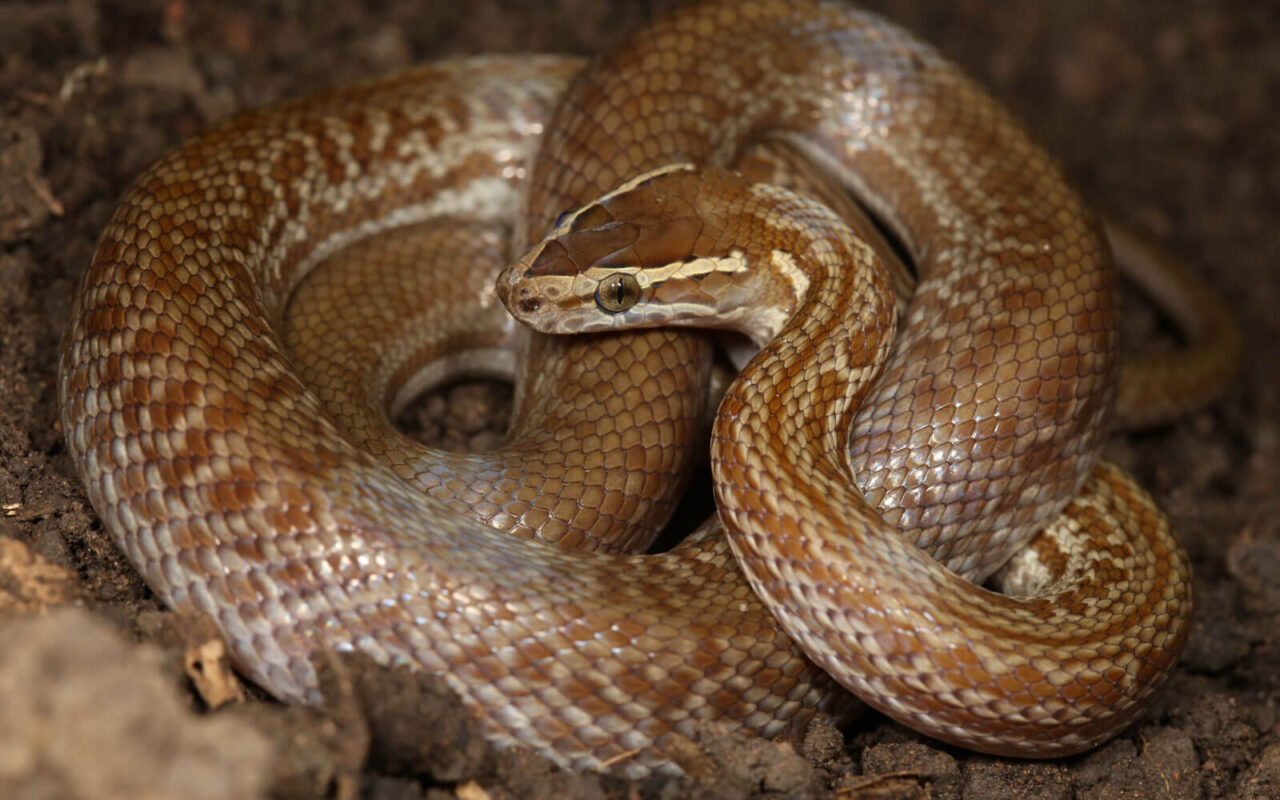 Constrictors | Kloof Conservancy The Leopard's Echo